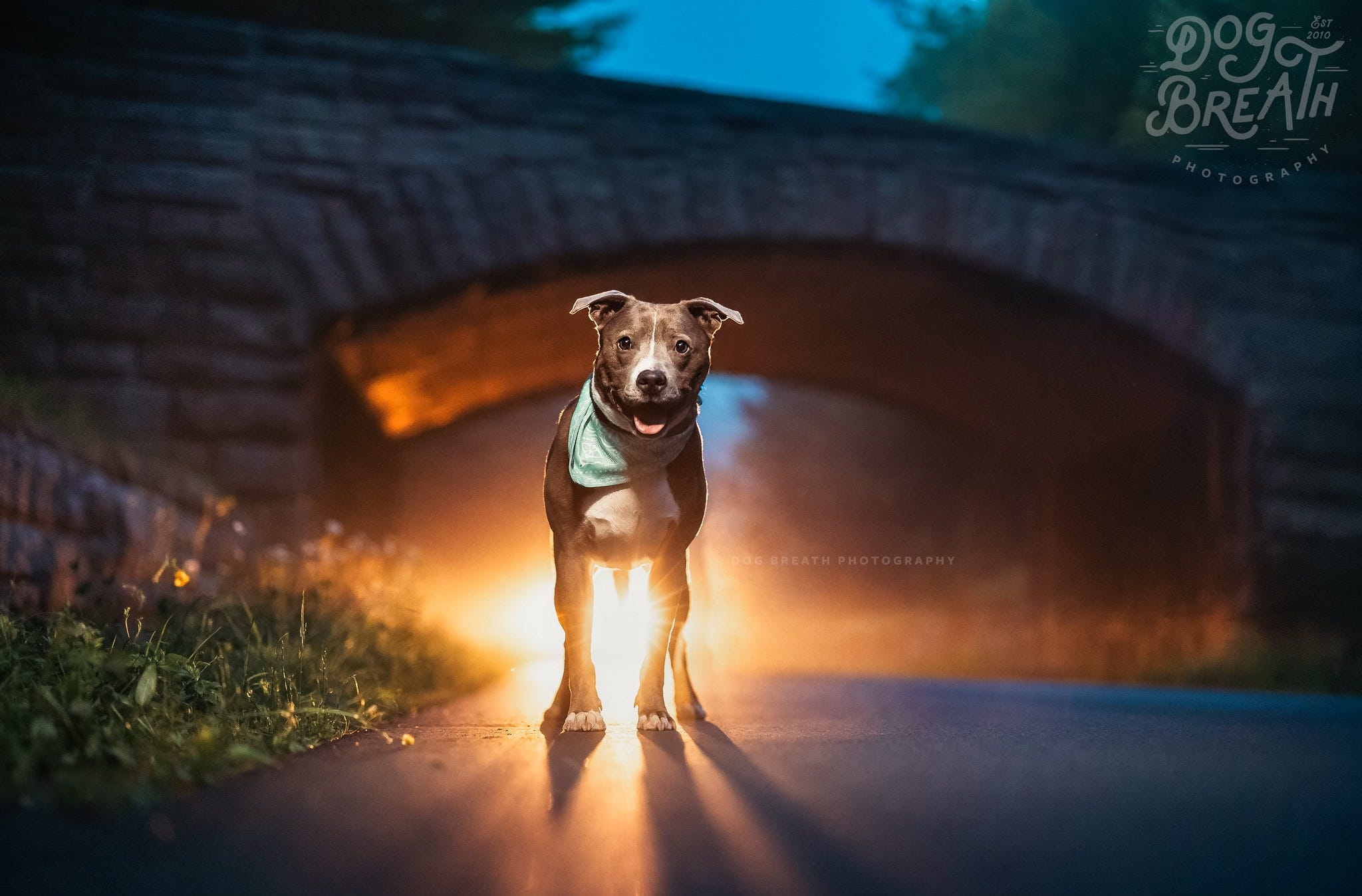 A Dog Named Scuba Steve, a Lobster Boat, and the Best Ending Ever