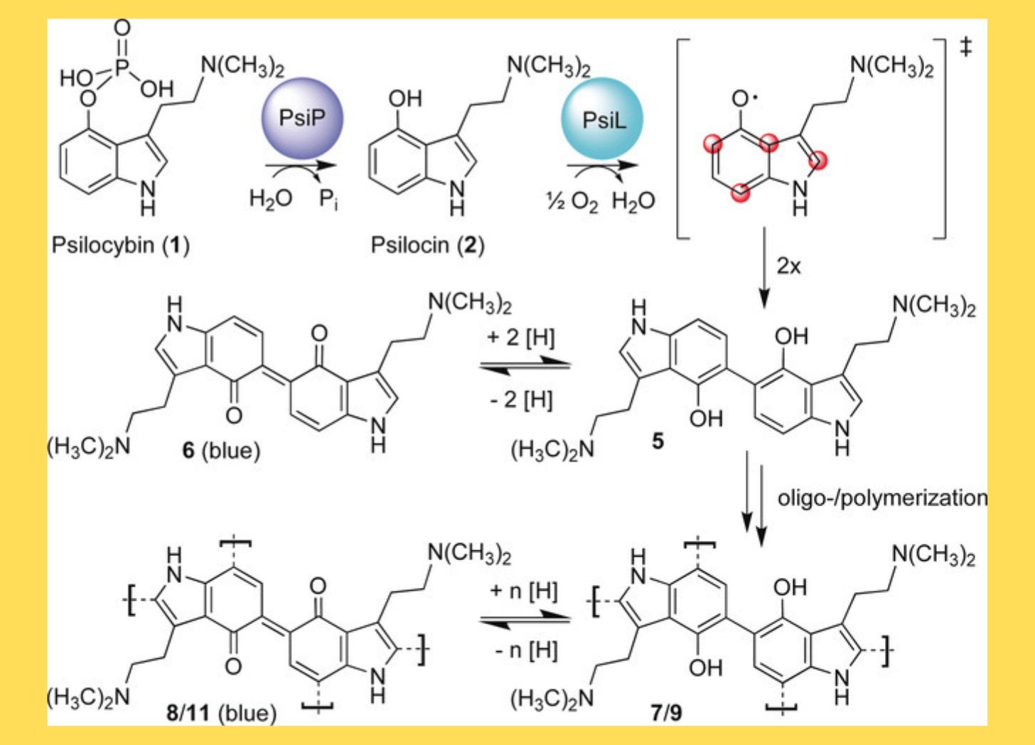 Why Do Magic Mushrooms Turn Blue? The Science Behind the Staining