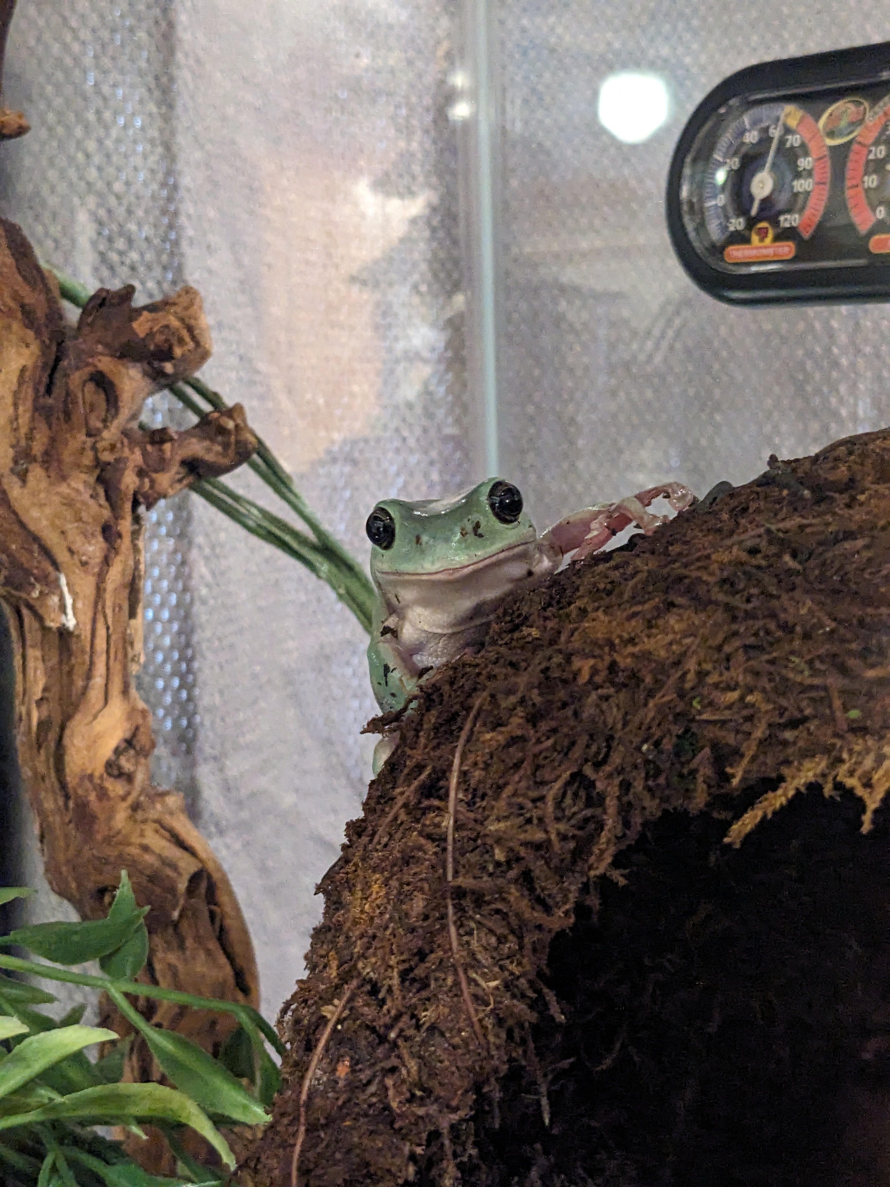 The Frog Report No.1 - by r.c. ferrante - Spylt Mylk