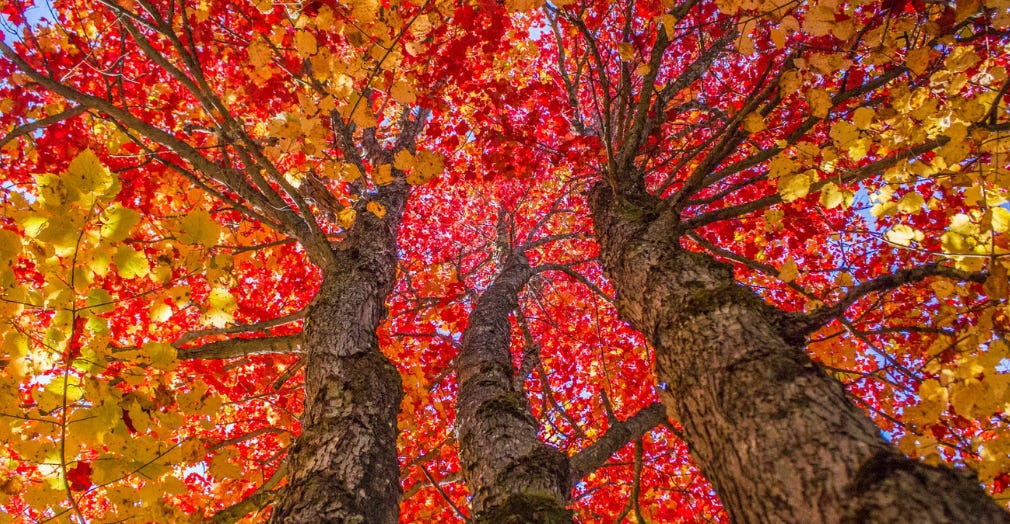 Here's Where To Find The 'Reddest' Trees In The Chaleur Region!