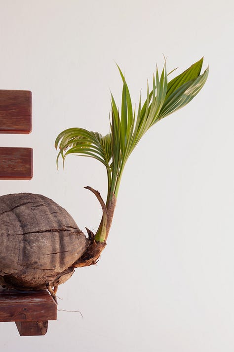 Discovering the Life Cycle of a Coconut: Stages of Growth and Development