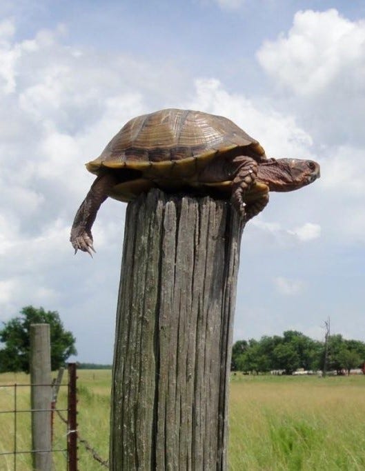 Turtles in Tight Spots - by Cathy Messecar