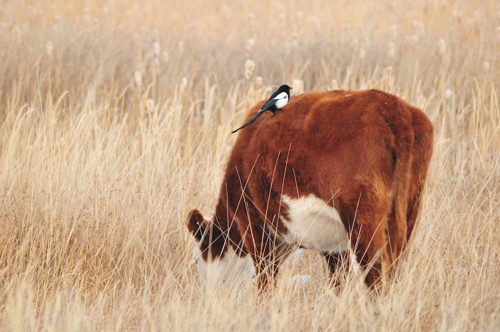 Bird of the Week: Black-Billed Magpie - by Jack Mirkinson