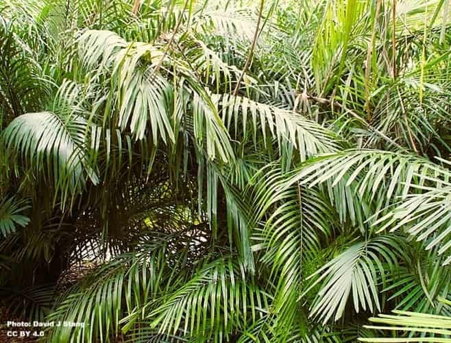 Challenge: Telling These 2 Palms Apart