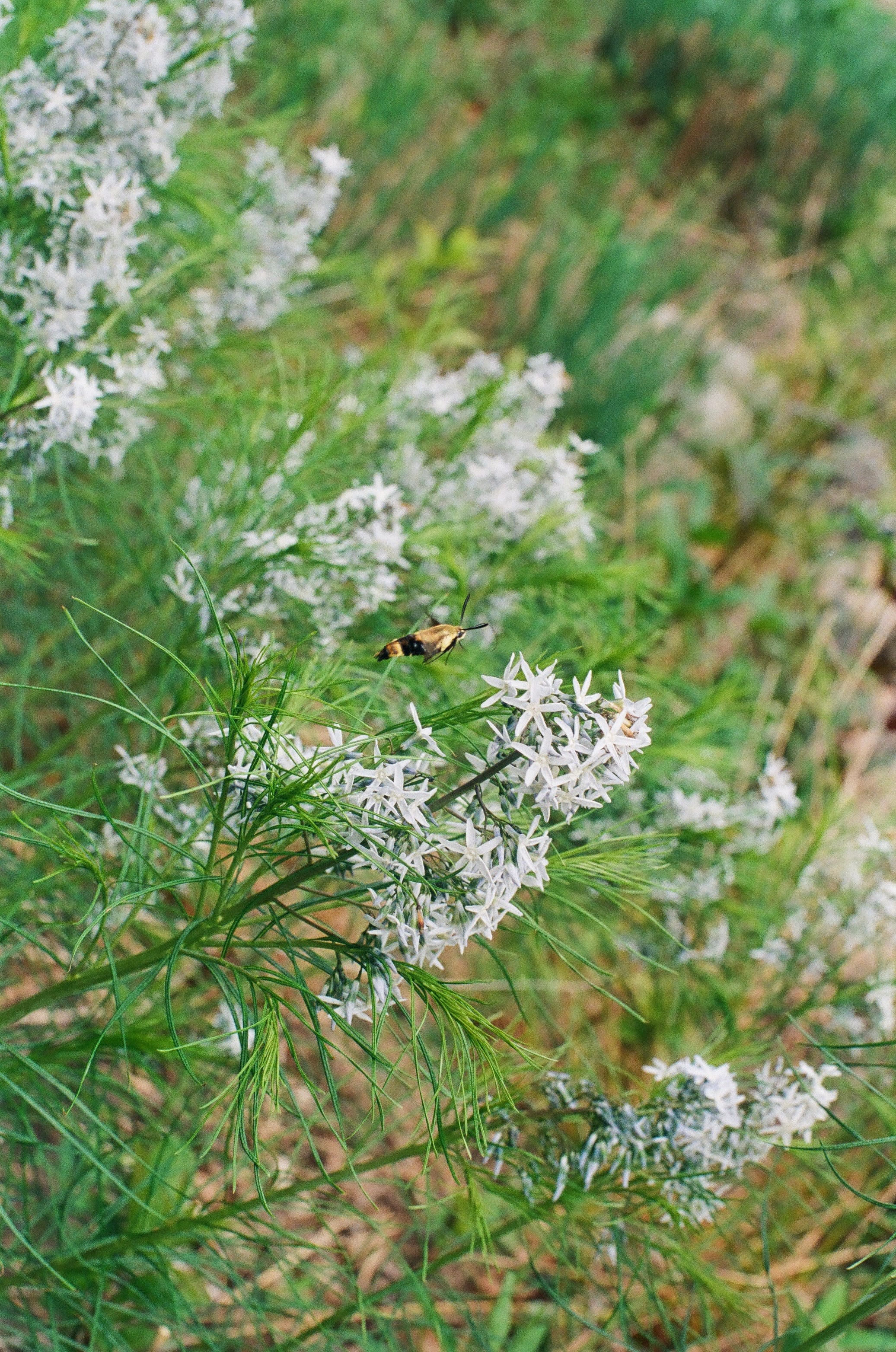 How to Welcome Bumble Bee Moths to Your Garden