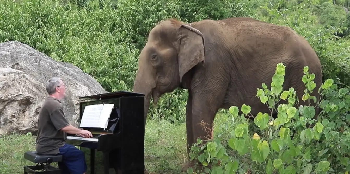 Paul Barton: The Pianist of Elephants - DanHonMusic