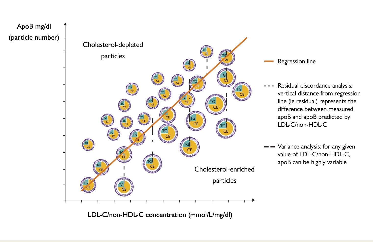 What Lipids Should You Measure, When And How Often?