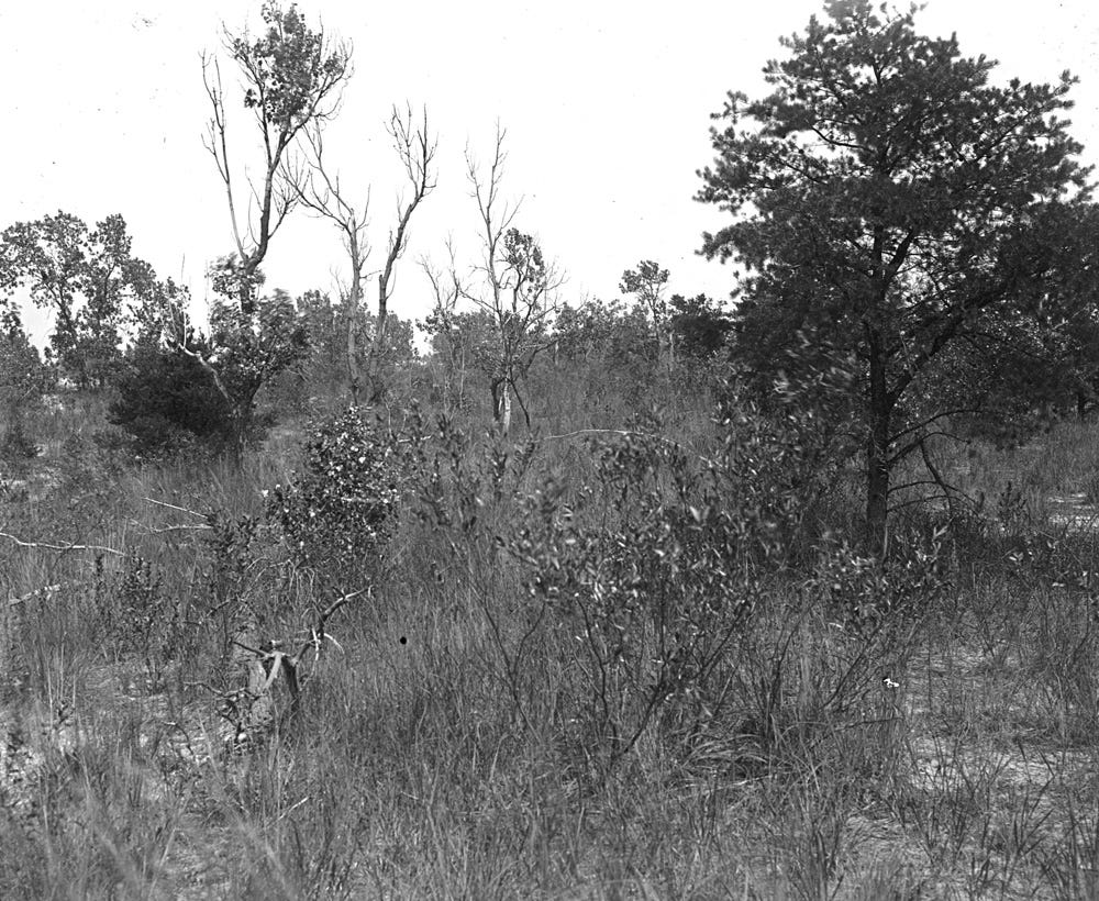 Indiana Native Tree of the Week Special Feature: Historic Indiana Tree ...