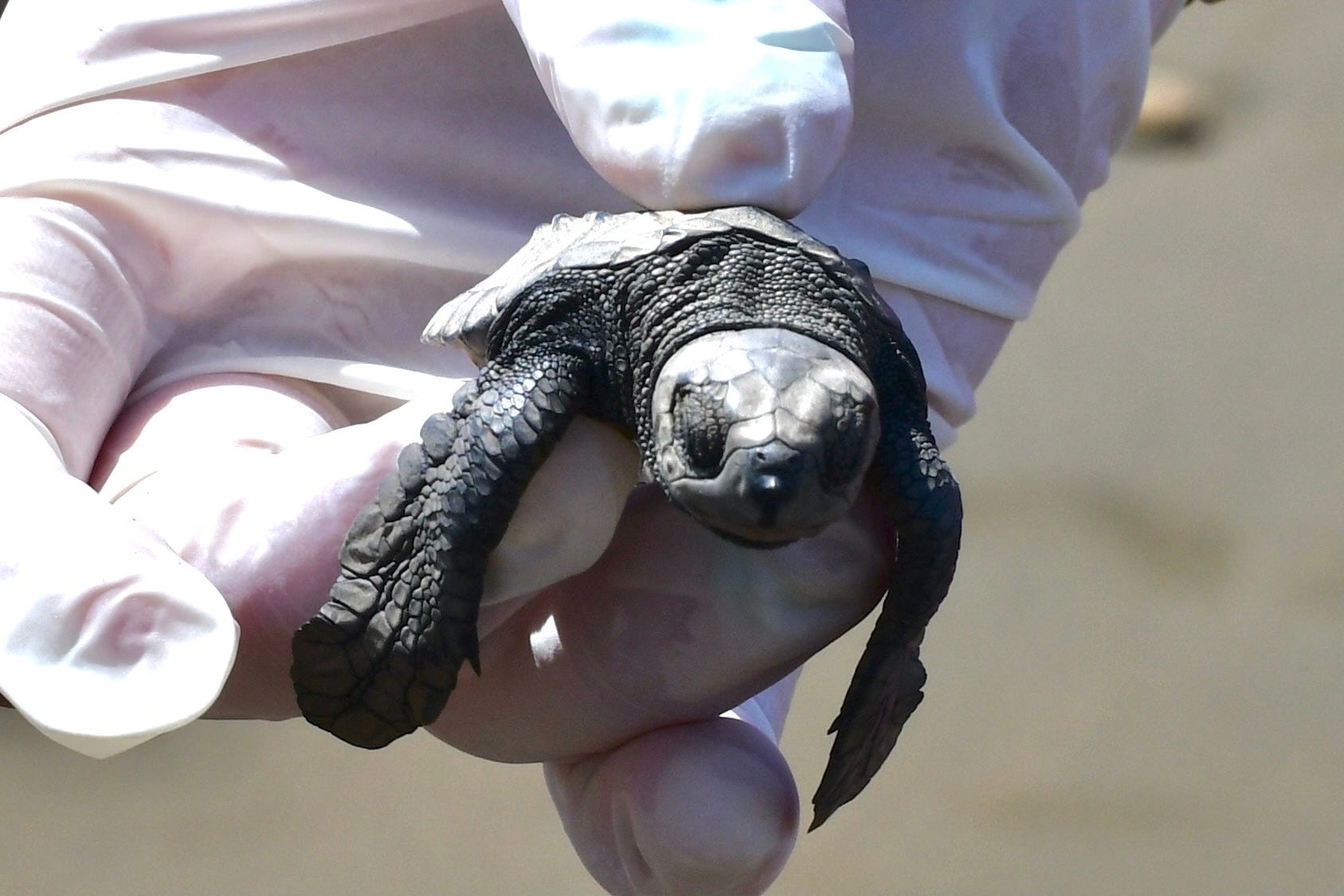 Baby sea turtle release in Costa Rica - by Marlo Leaman