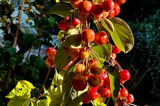 Memex 1.1 | John Naughton | Substack