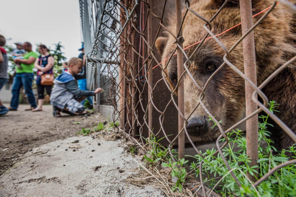 An Appeal To Reason, Heinous Animal Abuse Warrants State Animal Abuse ...