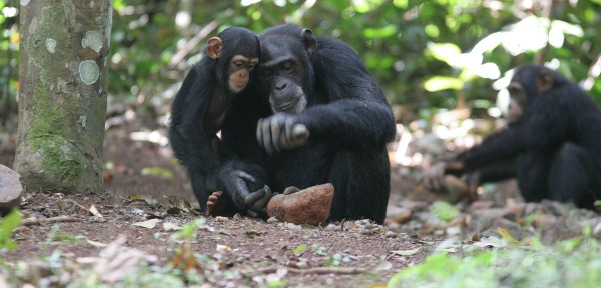 How Chimpanzees' Tool Use Sheds Light on Human Evolution