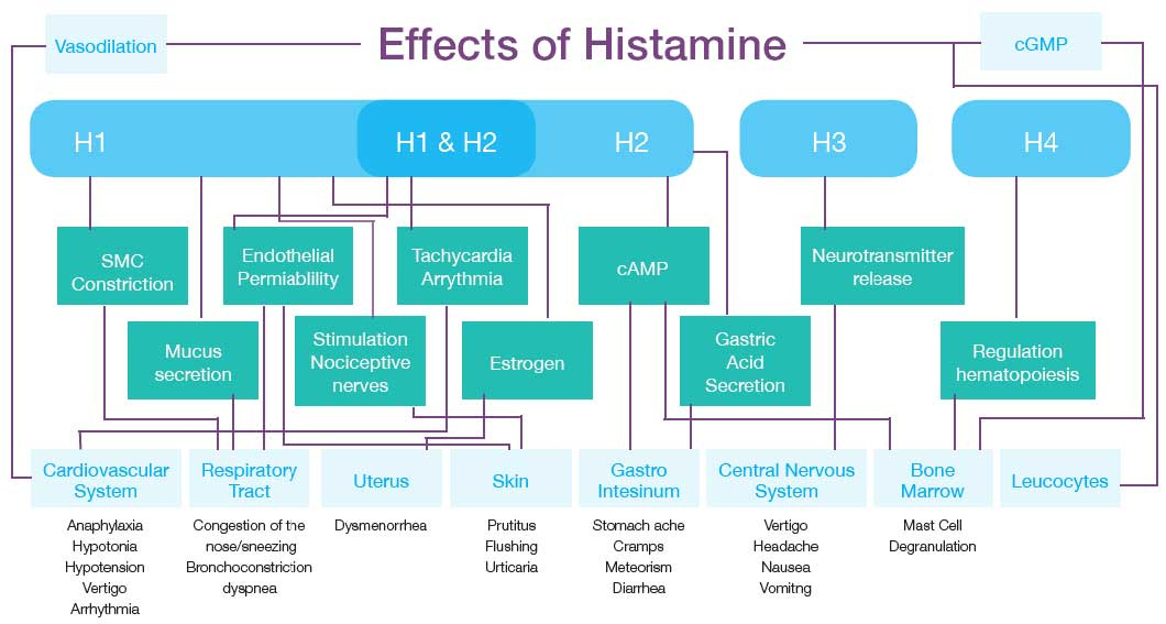 Understanding histamine intolerance and MCAS.