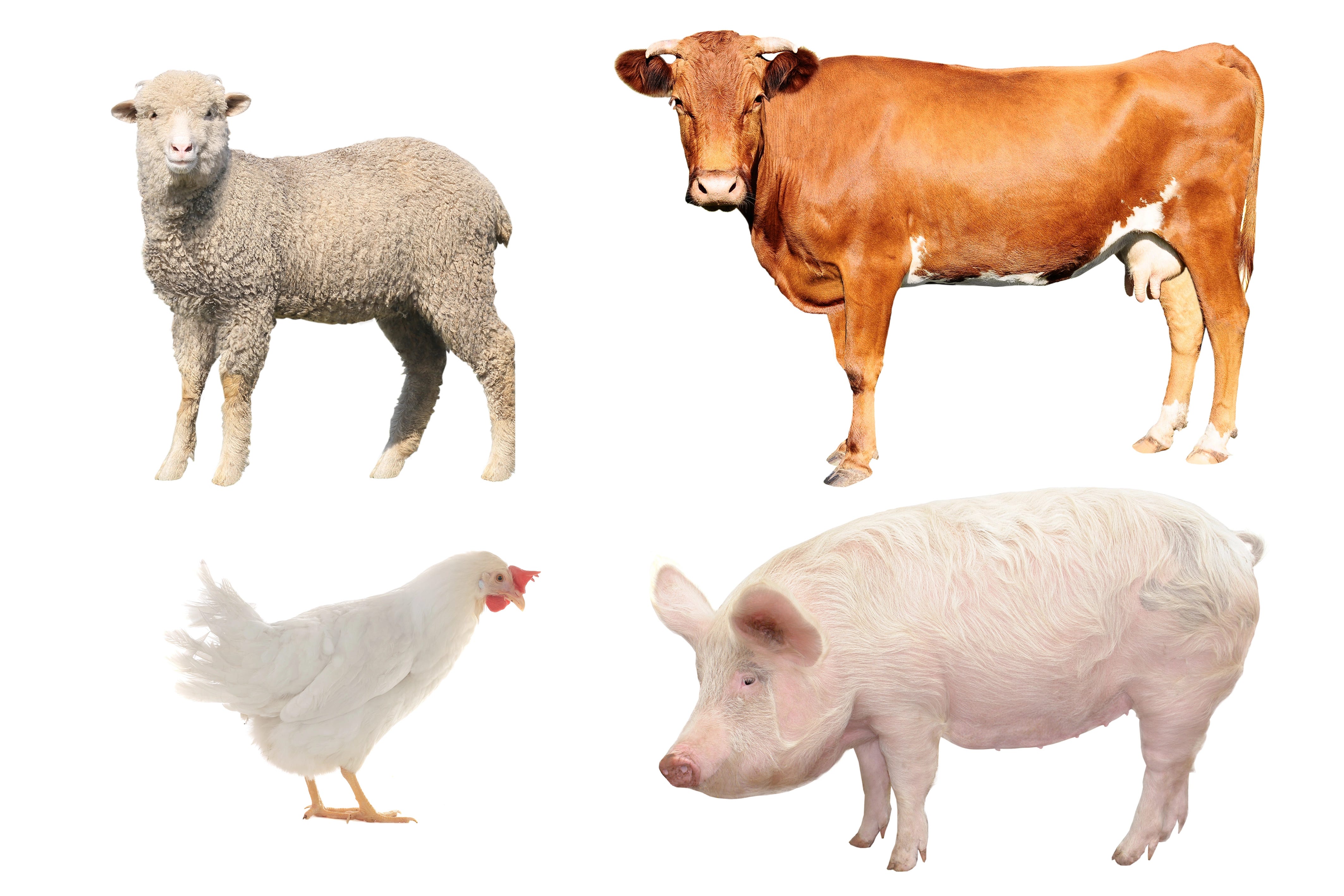 The Reality of Animal Pain: A Call for Compassion and Abolition