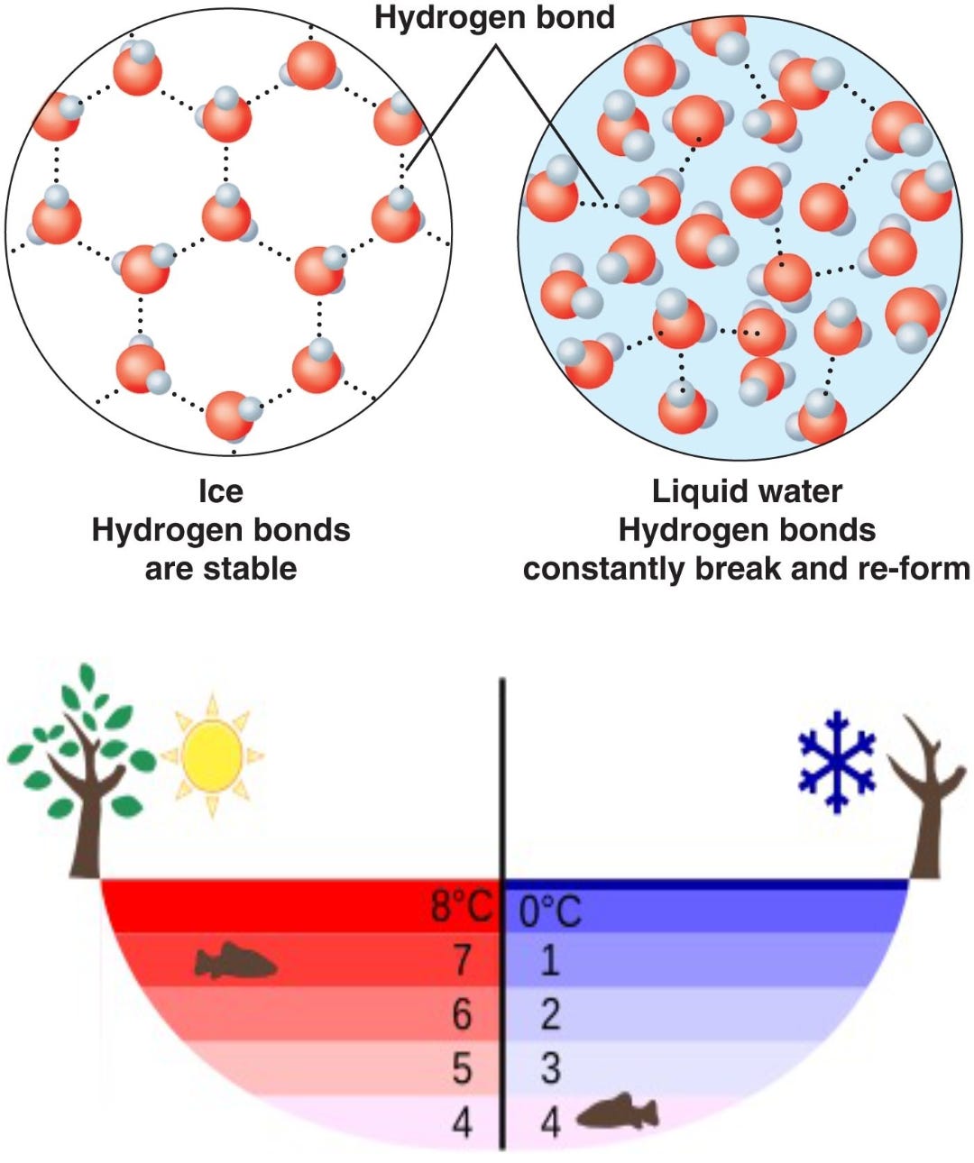 Astrobiology 101: Why is Water the Solvent of Life?