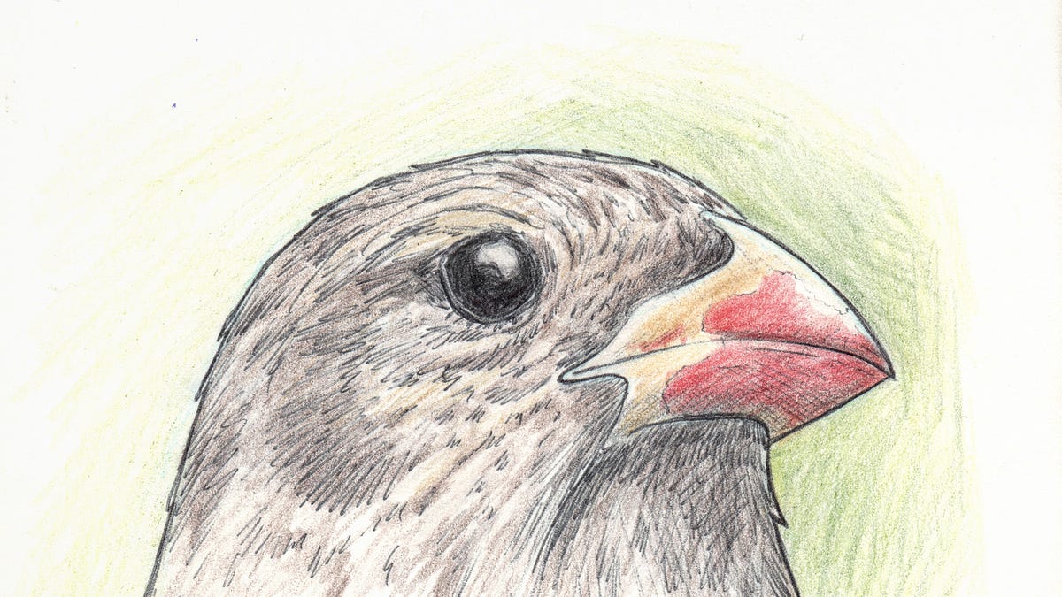 The blood-drinking vampire finch - by Maja Mielke