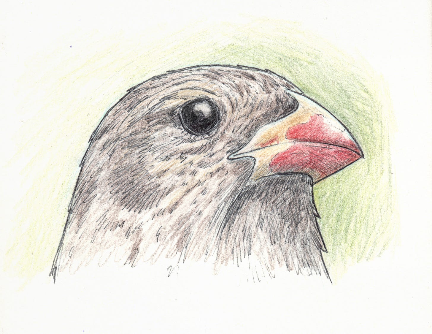 The blood-drinking vampire finch - by Maja Mielke