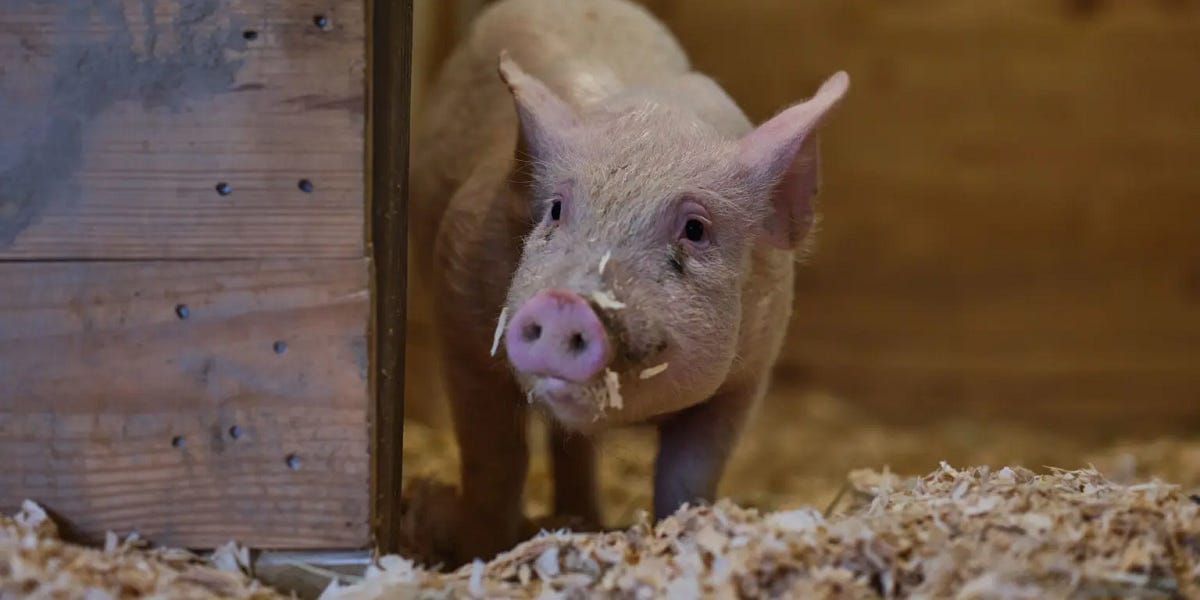 Cell-cultivated pork fat (meat replacement) | ResetEra