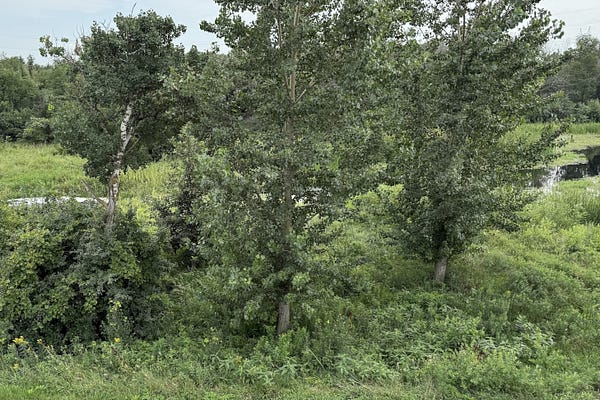 The Hub News | Substack