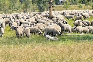 Archive - Dave Barry’s Substack