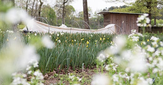 Stone Hollow Farmstead | Substack