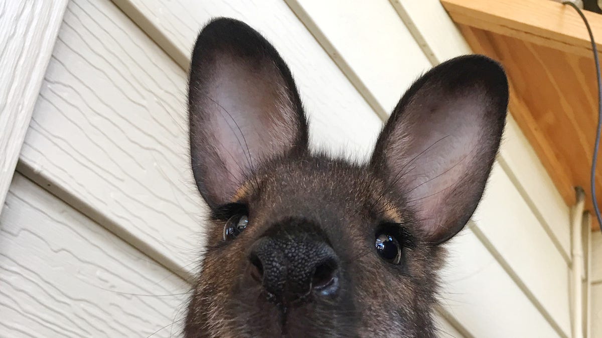 do wallaby make good pets