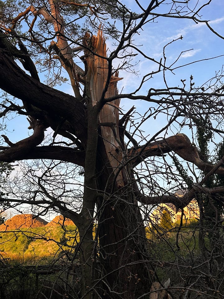 when great trees fall background