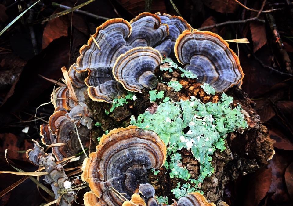 Existential Health Micro-Essay: Ecological Embeddedness