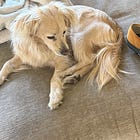 rembert browne substack