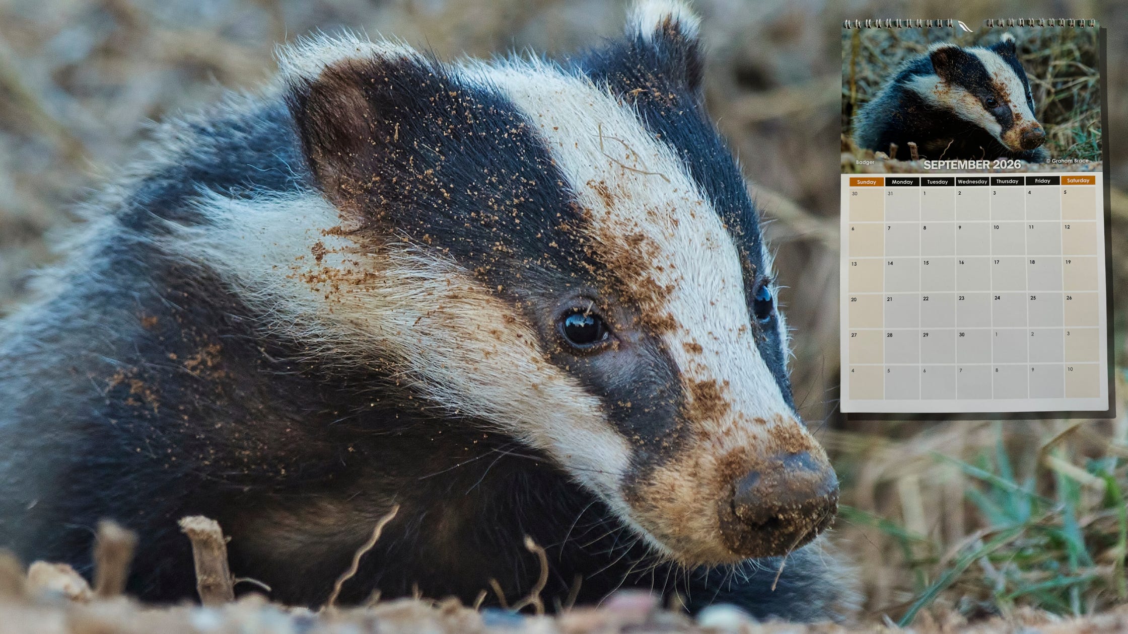 Badger cull dismantled from all sides in landmark Parliament debate