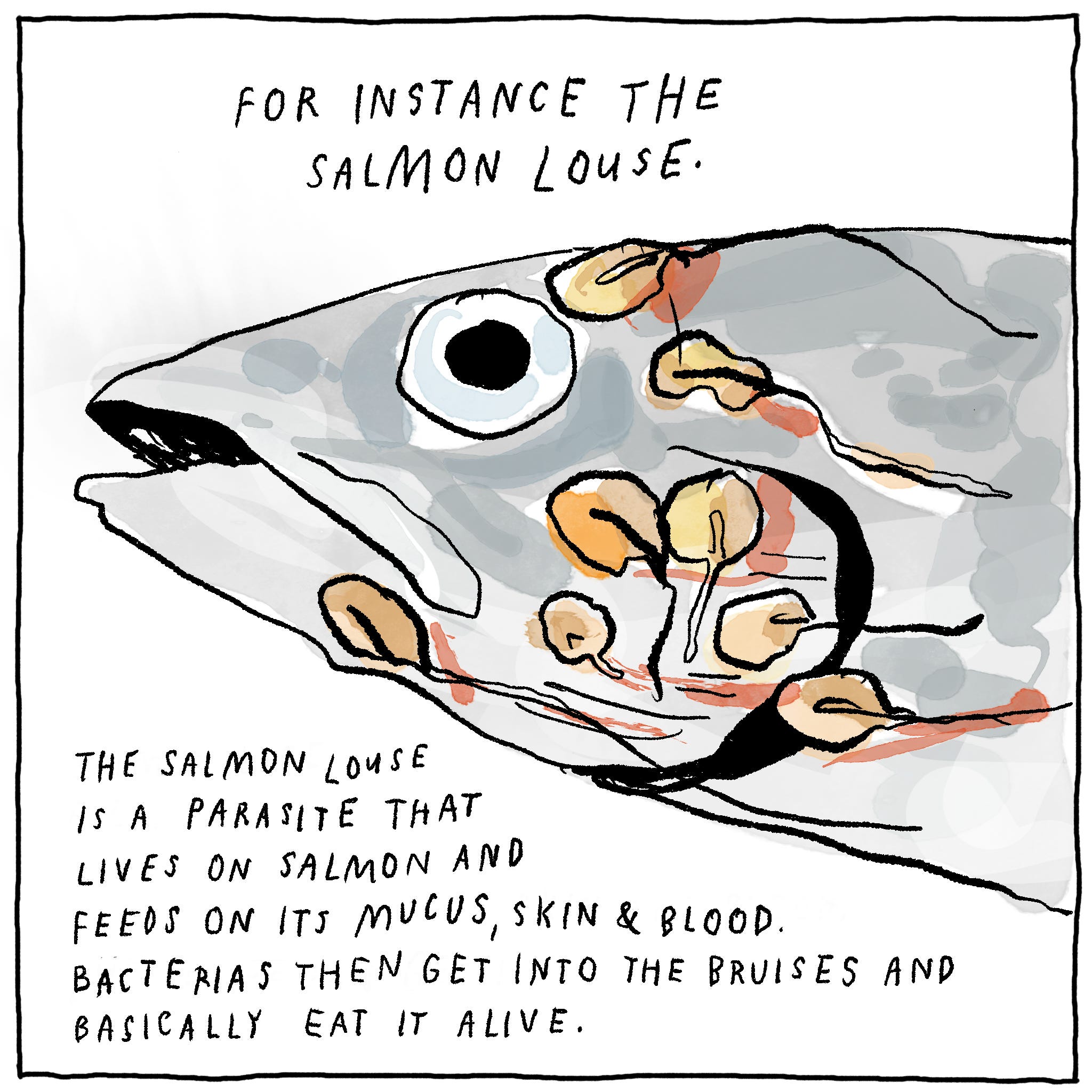 My Fish Farming Report - The Rán Flygenring Show