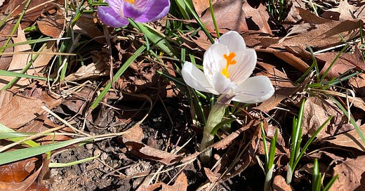 Partake | Elise Martinez | Substack