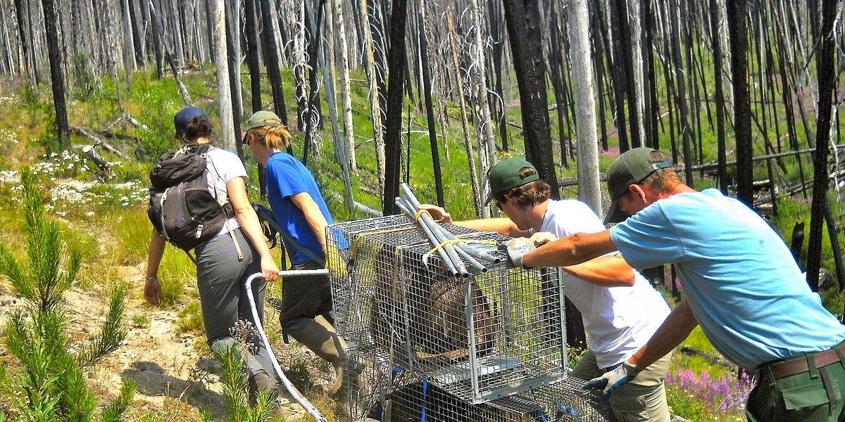 We can't just leave it to beavers: how we can improve the success rate ...