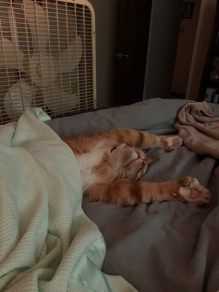 Christopher Wiley-Smith | The Cat from the Woods