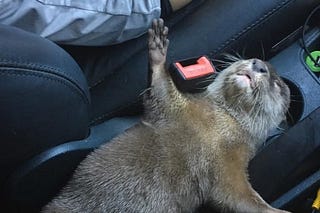 In Otter News | Substack