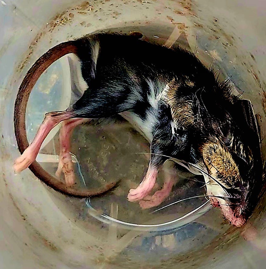 Drinking (A Mouse) Is Bad For You - by Carl Camembert Henn