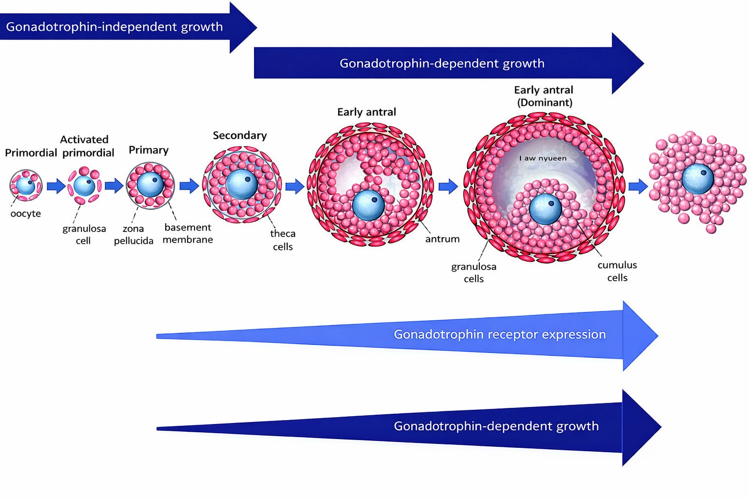 Is a New Area Of Extended Ovarian Stimulation Upon Us?