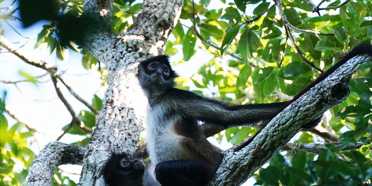 The Forest as a Rumor Mill: How Spider Monkeys Trade Information to ...