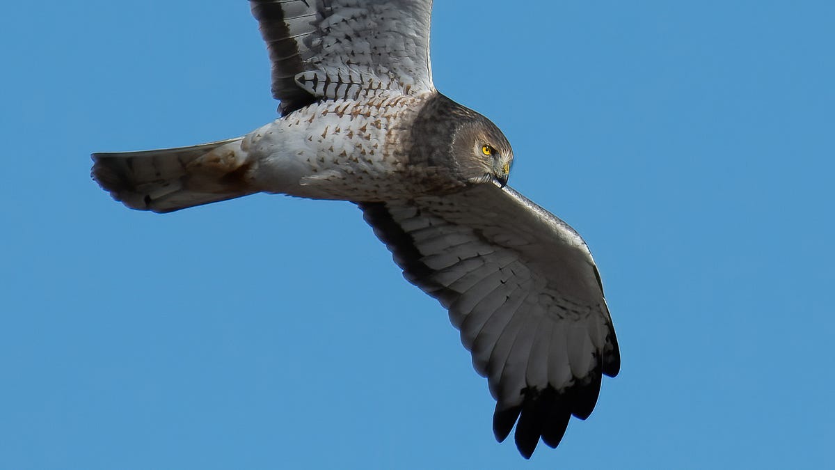 harrier hawk hovering