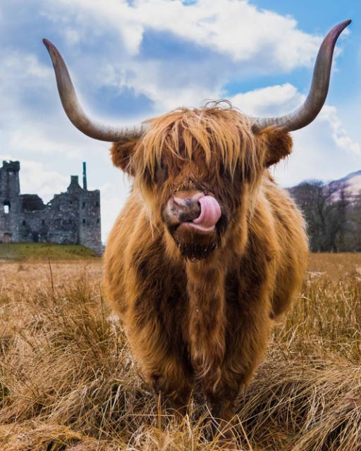 The Most Beloved Scottish Icon - by Narrative Nomad