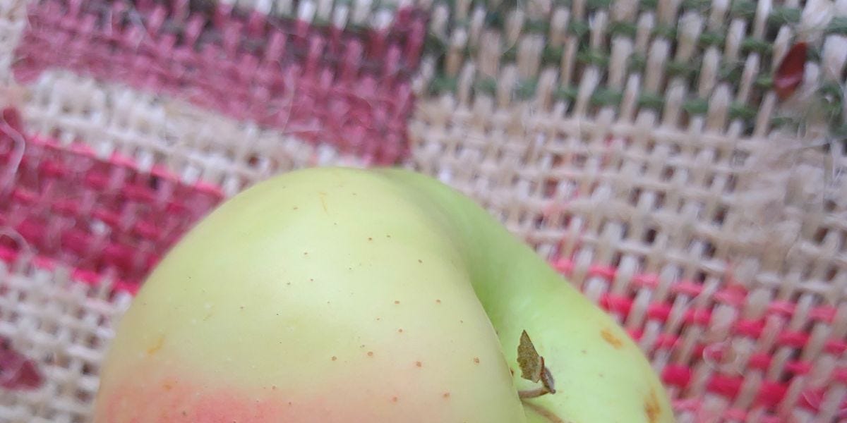 Episode 56 - What is a Winter Banana Apple?