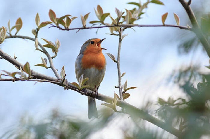 What Bird Symbolism Represents Hope and Renewal?