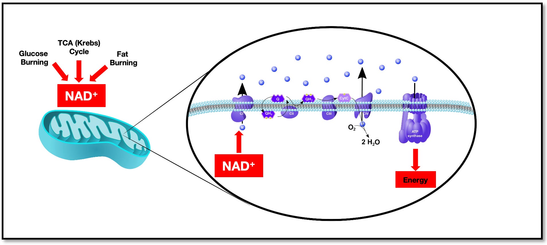 Never get Alzheimer’s Disease: The NAD+ Breakthrough