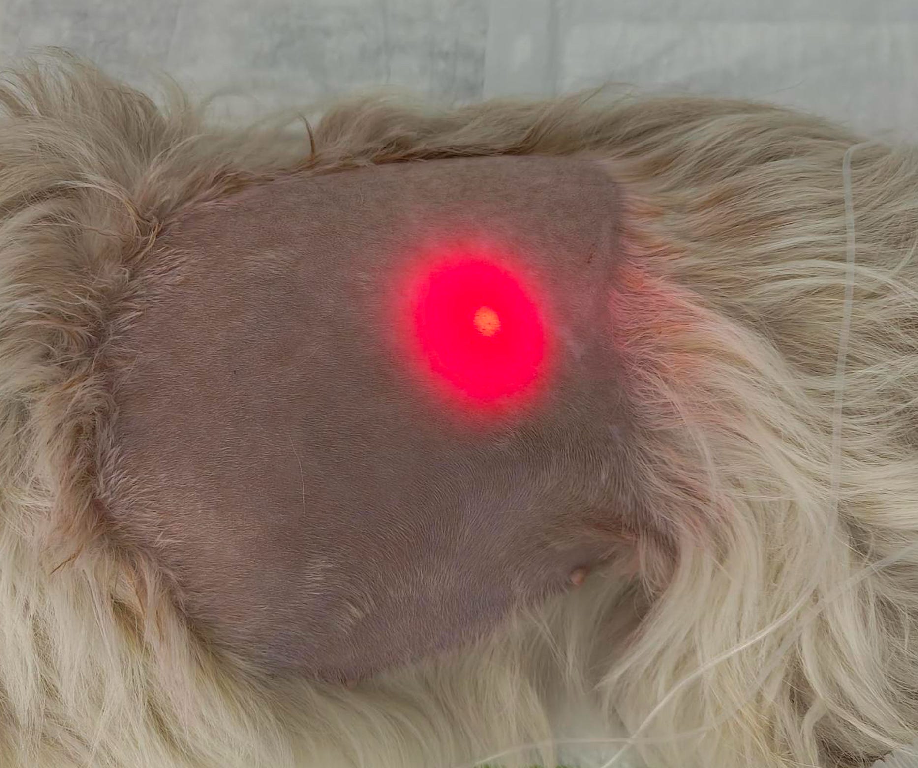 Colocación tubo PEG (gastrostomía endoscópica percutánea) en perros y gatos