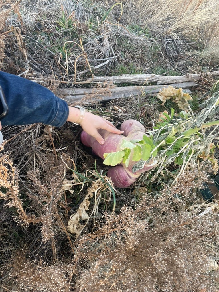 creating magic this year - by Luke Simon - Sun Schmear