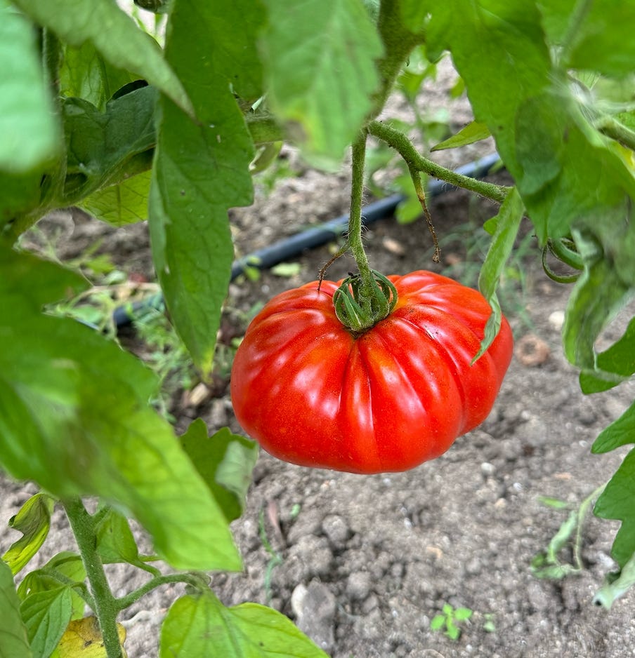 The History of Tomatoes - by Claire Dinhut