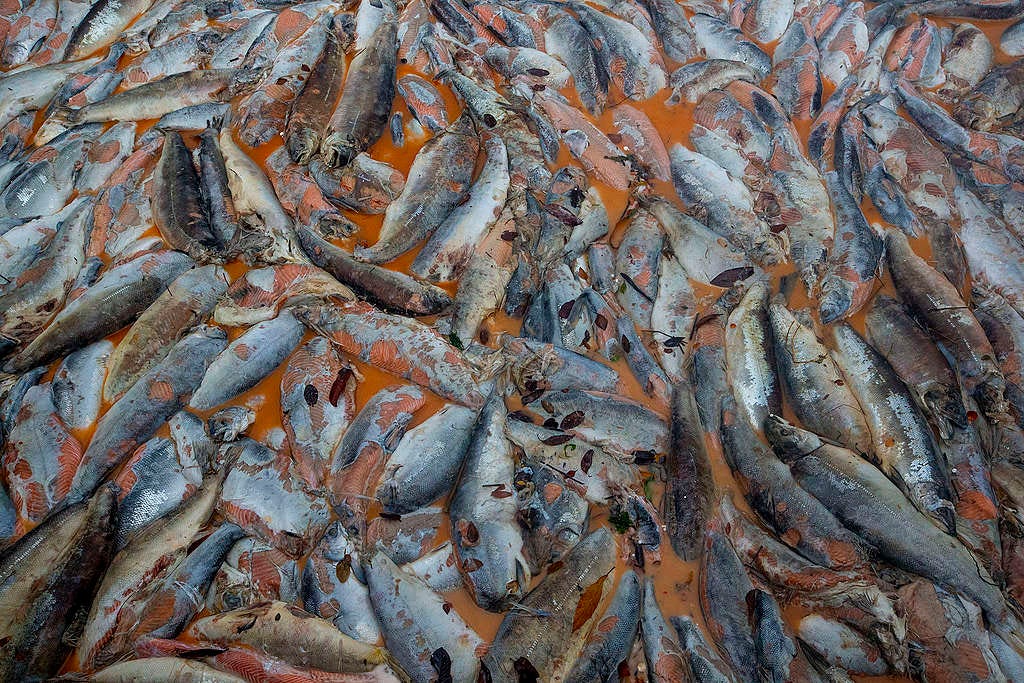Poisoned waters? Oh, yeah, it's Tasmanian salmon