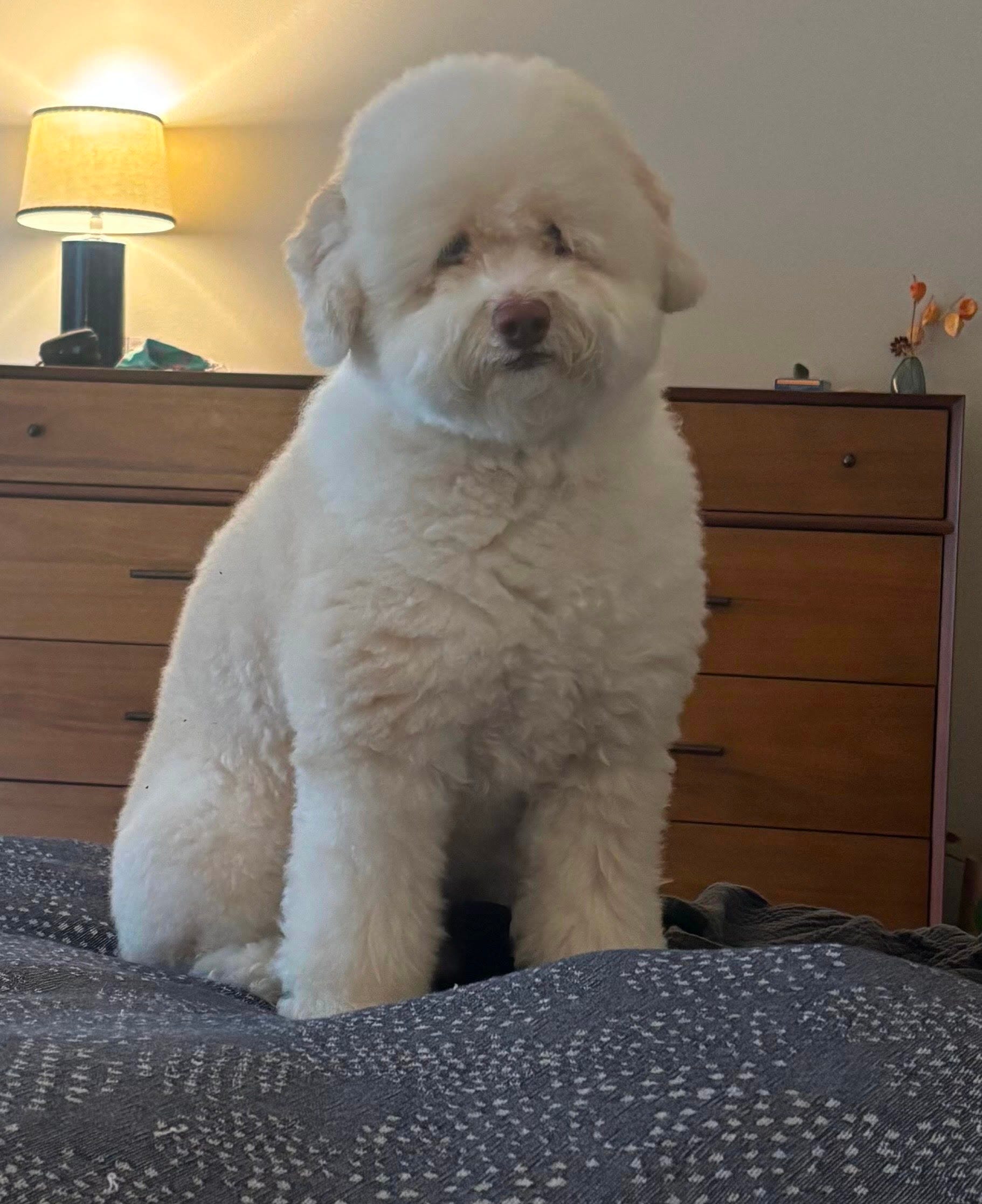 Can Being Too Floofy Save Your Life? - by Kelly Kearsley