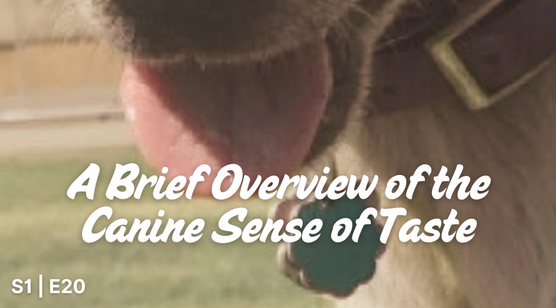 A Brief Overview of the Canine Sense of Taste - Pomodogo
