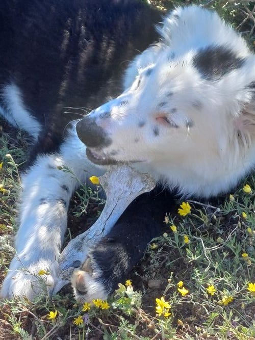 Anecdotes of Bowie's butler: Spring is here!
